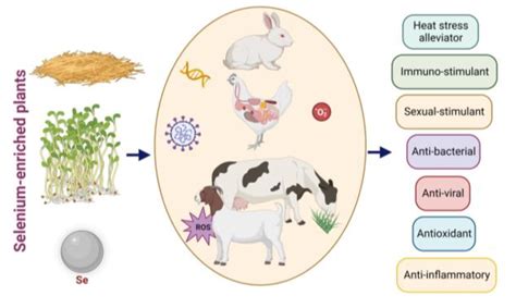 The Complementary Role Of Selenium For Animals Download Scientific