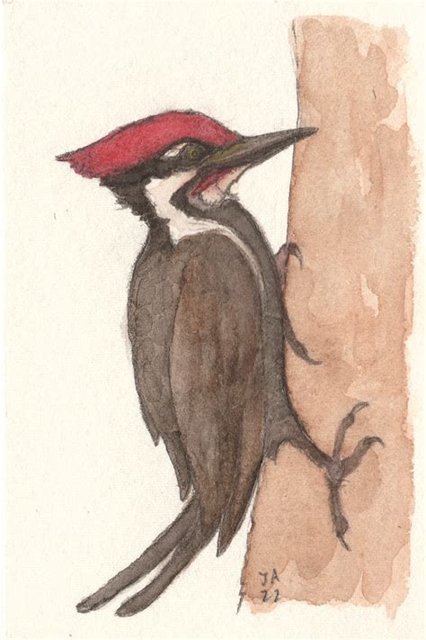 Pileated Woodpecker Watercolor Sold Print Only Nemaa
