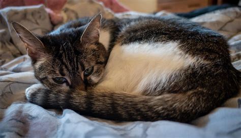 Discover More Like Catpics My Tiny Kitty And Related Content Scrolller Discover More Like Catpics My Tiny Kitty And Related Content Scrolller