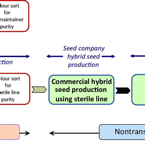 Schematic Representation Of The Seed Production Technology Spt