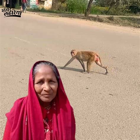 ‘बंदरों के आतंक से परेशान बांदा जिले का बेंदा घाट Khabar Lahariya
