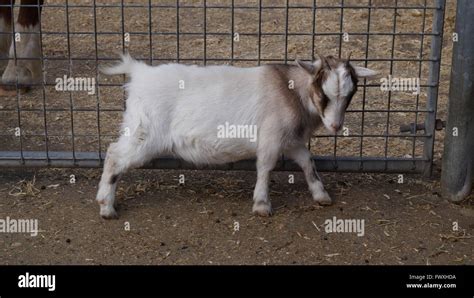 Herd Of Goats At The Farm Stock Photo Alamy