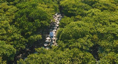 宝藏湛江，藏不住了！红树林遂溪县霞山区