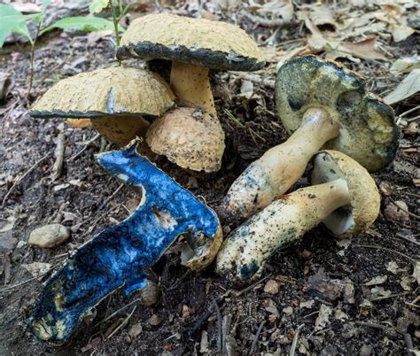 Wanderer On Twitter Cornflower Bolete라고도 알려진 Gyroporus Cyanescens 남빛