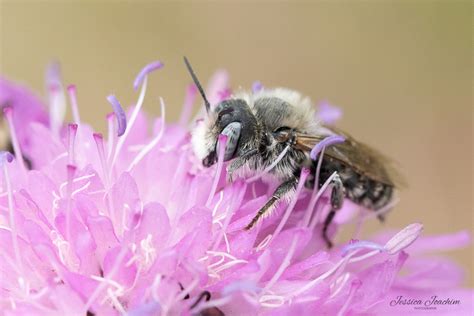 Hoplitis Bisulca Les Carnets Nature De Jessica Photographie Et Illustration Naturaliste