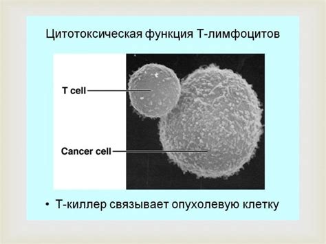 Иммунология опухолей - презентация онлайн