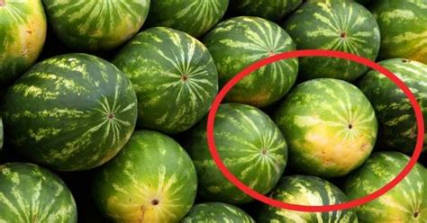 Ternyata Bercak Kuning Di Bokong Semangka Itu Ada Artinya Lho