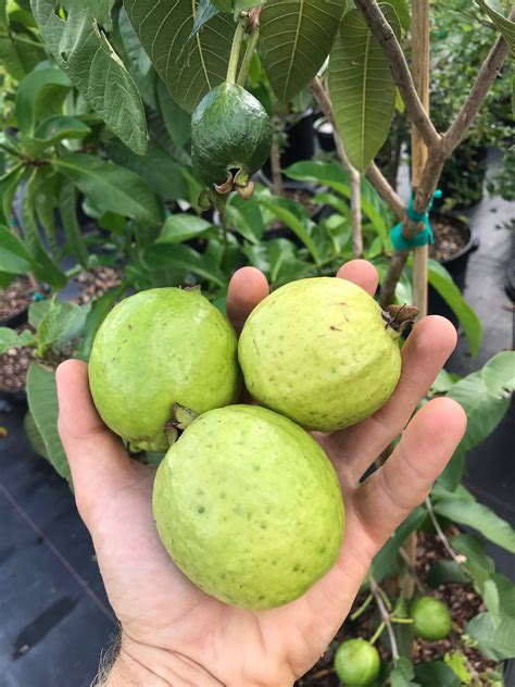 Guava Tree Ruby Supreme Incredible Edible Landscapes