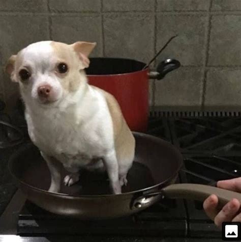 치와와 짤 모음 2 네이버 블로그