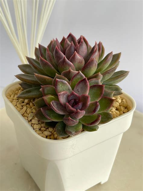 Echeveria Clara Cluster Etsy