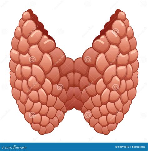Thyroid Gland Stock Vector Illustration Of Drawing Function 84691840
