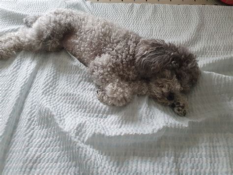 후기와 리뷰 강아지 분양 실버 푸들 후기 Daum 카페