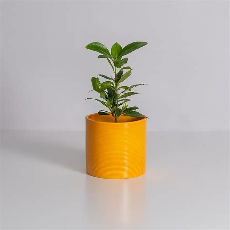 Лавровое дерево Лавр благородный купить в Минске с доставкой Cactus By