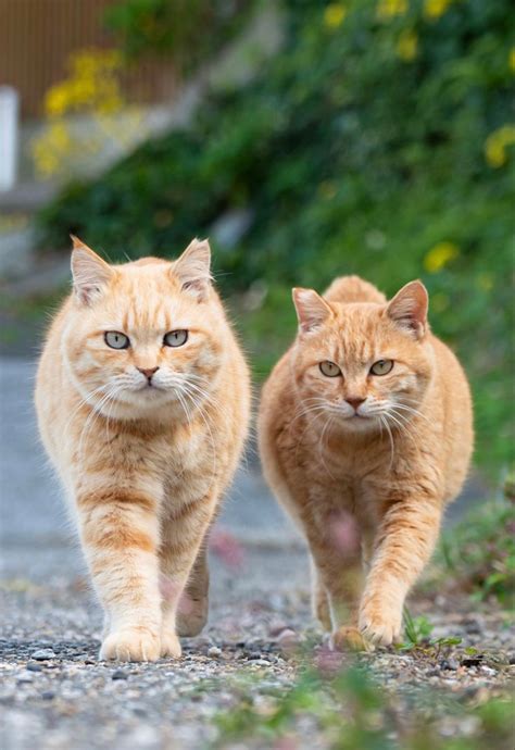 Pin On 猫 日本 Cat Memes Cute Cats Beautiful Cats