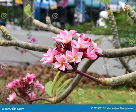 The Plumeria Stock Photo Image Of Official Flower National
