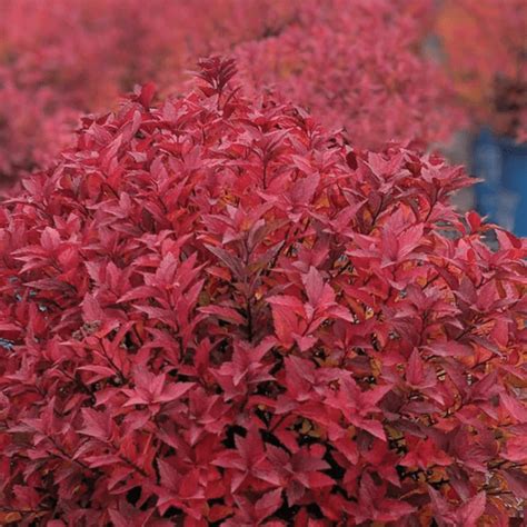 Spirea ‘rainbow Fizz™ The Home And Garden Center