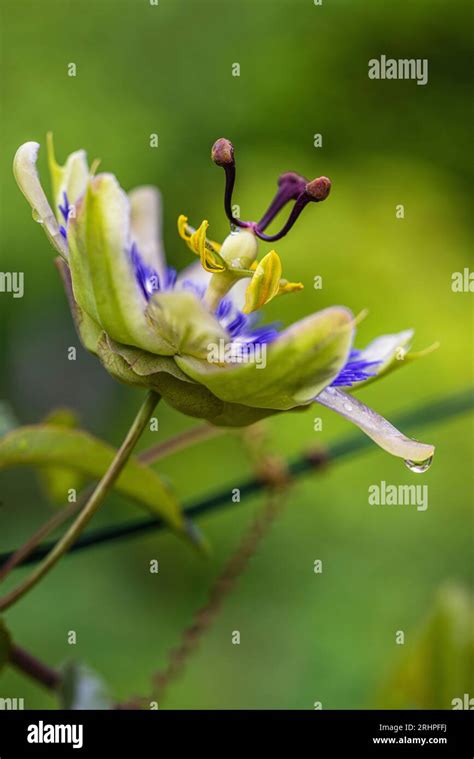 Blue Passion Flower Passiflora Caerulea Flower Close Up Stock