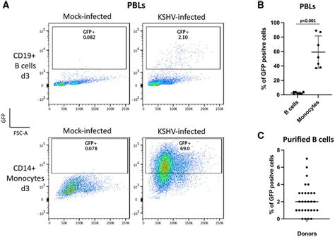 Kshv Efficiently Infects Monocytes A And B Pbls Were Kshv Infected