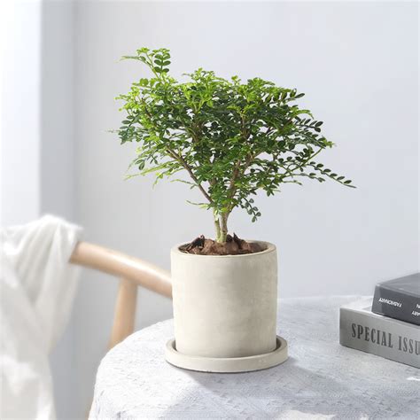 清香木盆栽正宗驱蚊植物盆景室内客厅好养胡椒木防蚊虫办公室绿植 虎窝淘