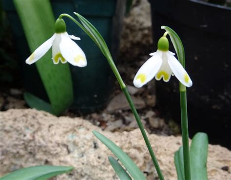 Snowdrop Varieties Worth Growing In Your Garden