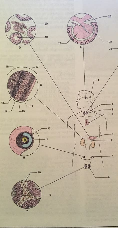 Endocrine Diagram Diagram Quizlet