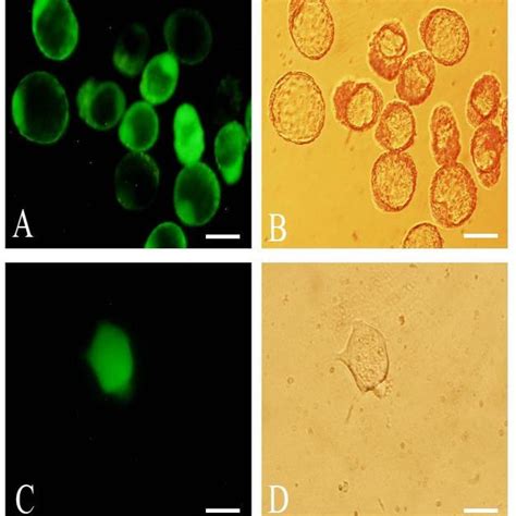 Egfp Expression In The Blastocysts Obtained From Transgenic Mice A