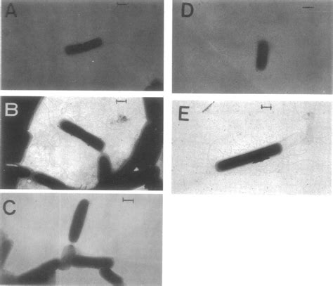 Electronmicrographs Of B Subtilis 168 A 128 B 196 C J71 D