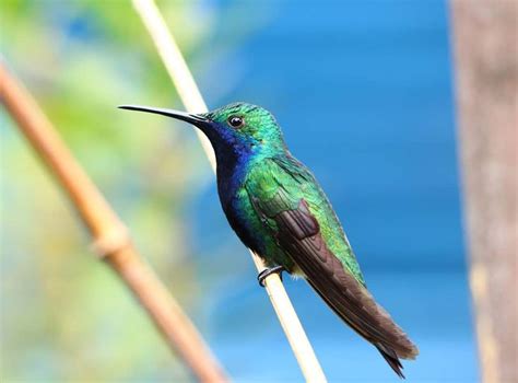 Passaros Aves Do Brasil Natureza Birds Captures