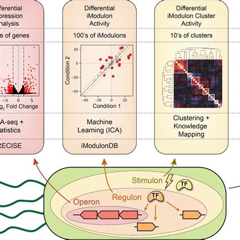Multi Scale Analysis Of Precise 20 The Levels Of Analysis