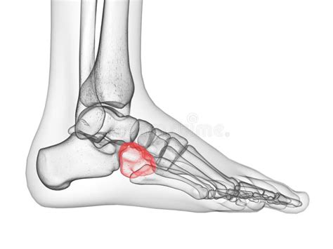 The Cuboid Bone Stock Illustration Illustration Of Structure 155216609