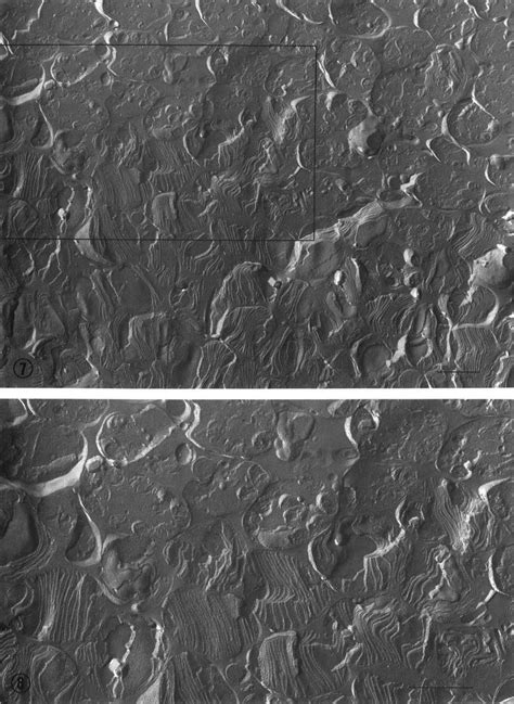 Freeze Fracture Electron Micrograph Of Photoreceptors Of An Adult Rat