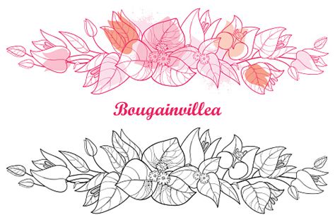 벡터 개요 부 겐 빌리 아 또는 Buganvilla 꽃 새싹과 검은 색과 분홍색 흰색 배경에 고립의 잎의 가로 테두리입니다