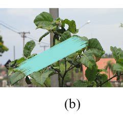 Copy Paste Forgery And It S Detection A Original Image B Forged