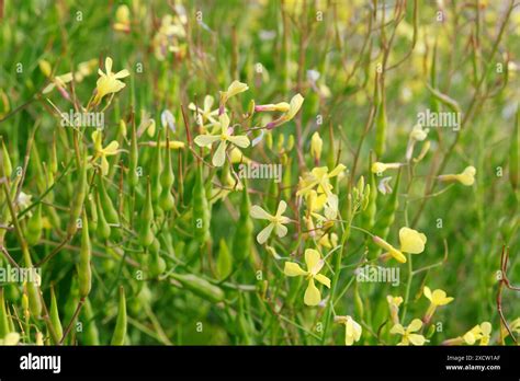 Wild Radish White Charlock Jointed Charlock Raphanus Raphanistrum