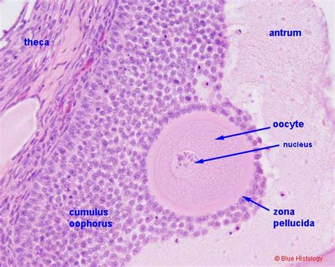 Ovary Histology Slide Hot Sex Picture