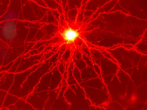 2024 Synaptic Transmission Grs Seminar Grc