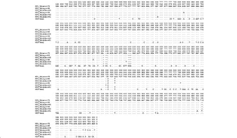 Multiple Alignment Of Partial Nucleotide Sequences Of Wsp Gene