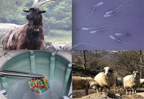 A Caveau To Preserve Italian Local Breeds Istituto Di Biologia E Biotecnologia Agraria IBBA