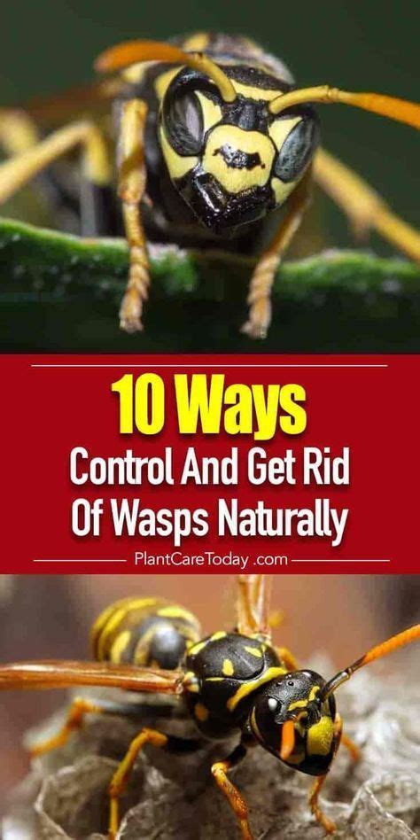 How To Get Rid Of Wasps Naturally 10 Ways For Control Details Get Rid Of Wasps Organic