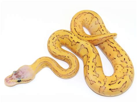 Morph List World Of Ball Pythons