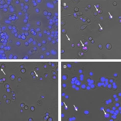 H2o2 Induced Apoptosis In Neuro 2a Cells A Control B The Number