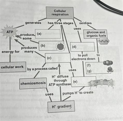 Solved Cellurar Respiration Work Flow Chart Chegg
