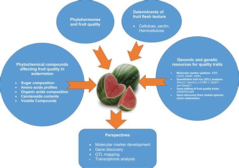Frontiers | Genetic Analysis of Fruit Quality Traits in Sweet Watermelon (Citrullus lanatus var ...