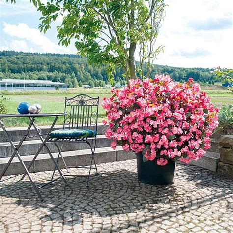 Begonia 'BIG DeluXXe Rose' F1 - Seeds | Dobies