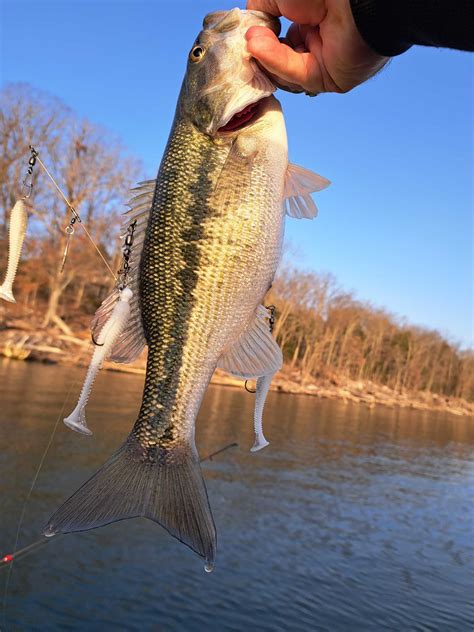 Table Rock Fishing Intel Fishing Reports