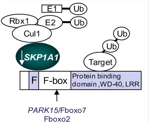 Schematic Diagram Of Ubiquitin E3 Scf Complex And Its Implication In