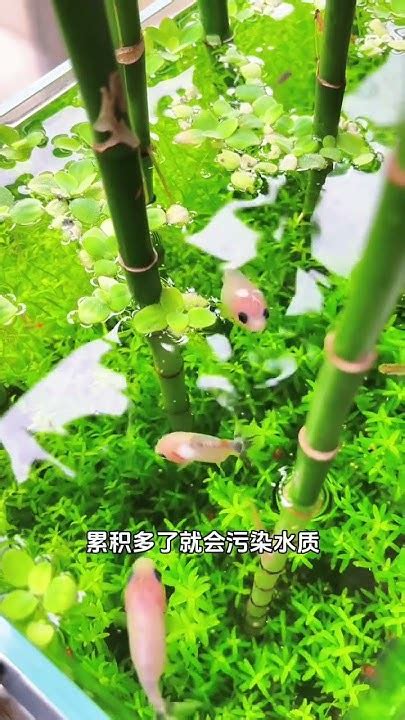 生态缸想要长期水清鱼靚，选择漂浮型鱼食是关键 Youtube