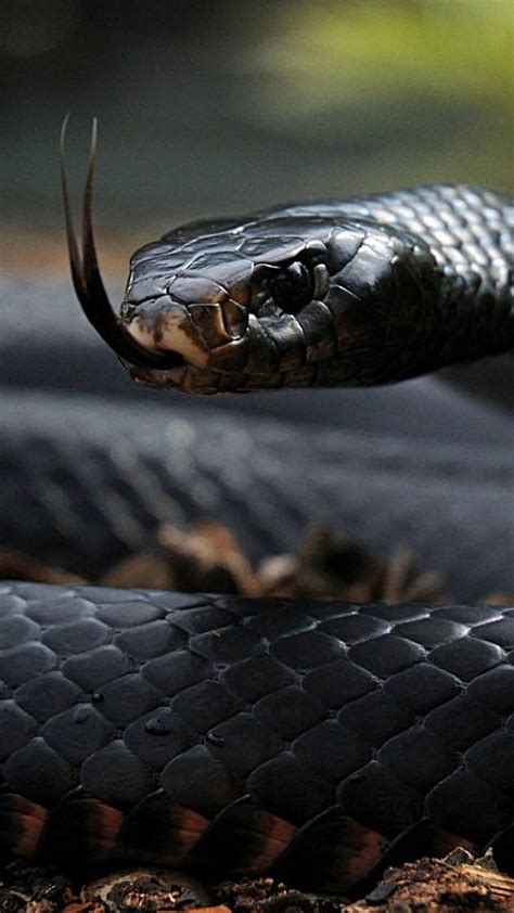 Snake King Cobra Snake HD Phone Wallpaper Pxfuel