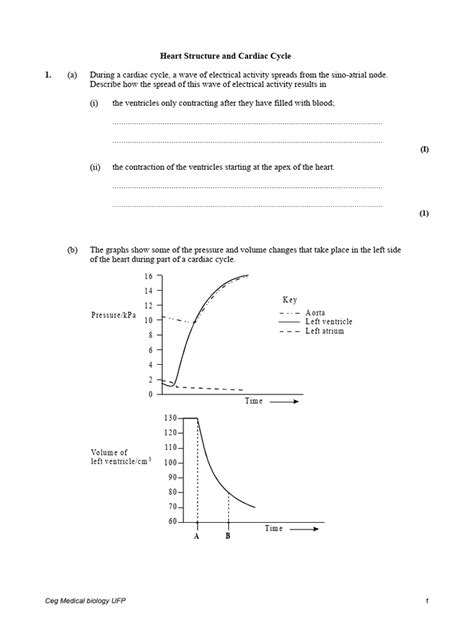 Heart Structure Qp Download Free Pdf Heart Ventricle Heart