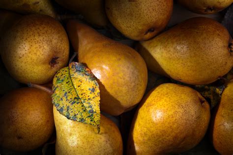 Pears Are Healthy Nutritional Values Calories And Vitamins